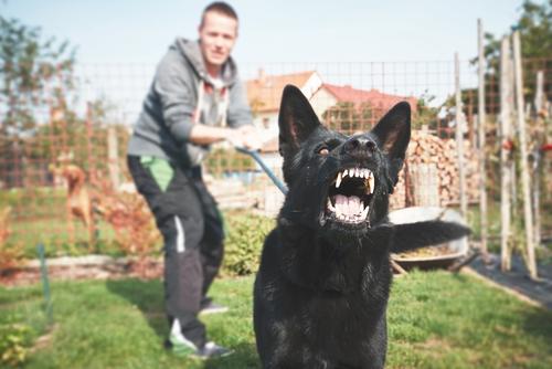 Do You Have To Report A Dog Bite do-you-have-to-report-a-dog-bite