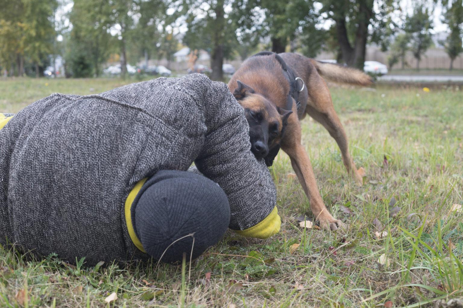 How Long Do You Have To Report A Dog Bite In Ohio FAQ how-long-do-you-have-to-report-a-dog-bite-in-ohio-faq